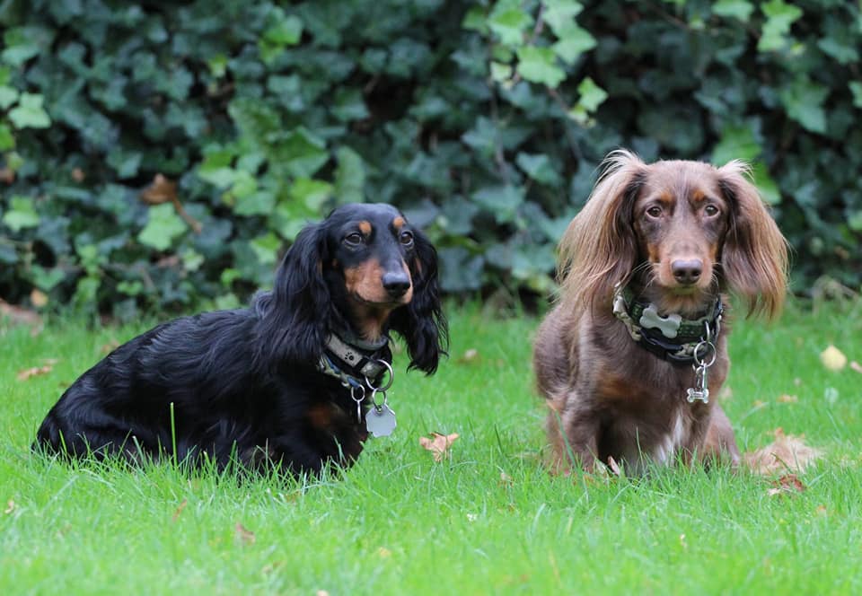 Hundetagesstätte